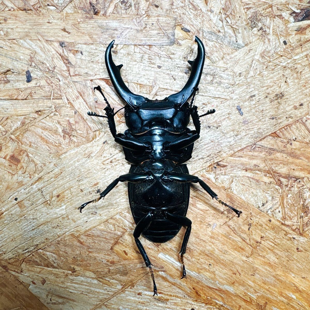 Yahoo!オークション - 『M129』パリーオオクワガタ(スラウェシ島 パロ...