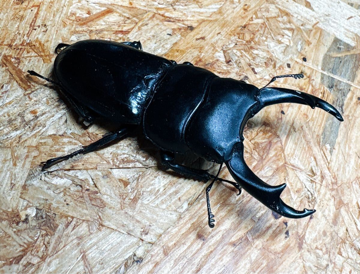 Yahoo!オークション - 『M129』パリーオオクワガタ(スラウェシ島 パロ...