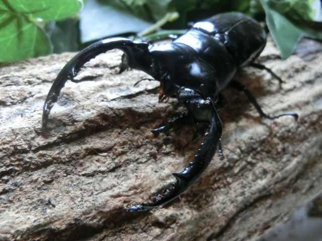 Yahoo!オークション - = KTC.14 ＝No5ウエストウッデイウエストウッデ...