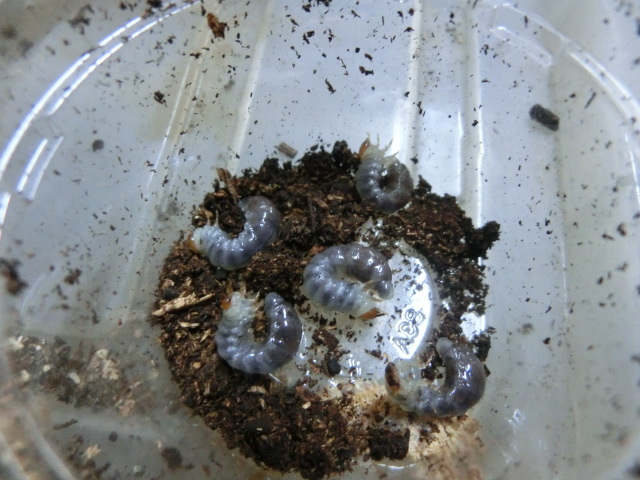 Yahoo!オークション - = KTC.14 ＝No5ウエストウッデイウエストウッデ...