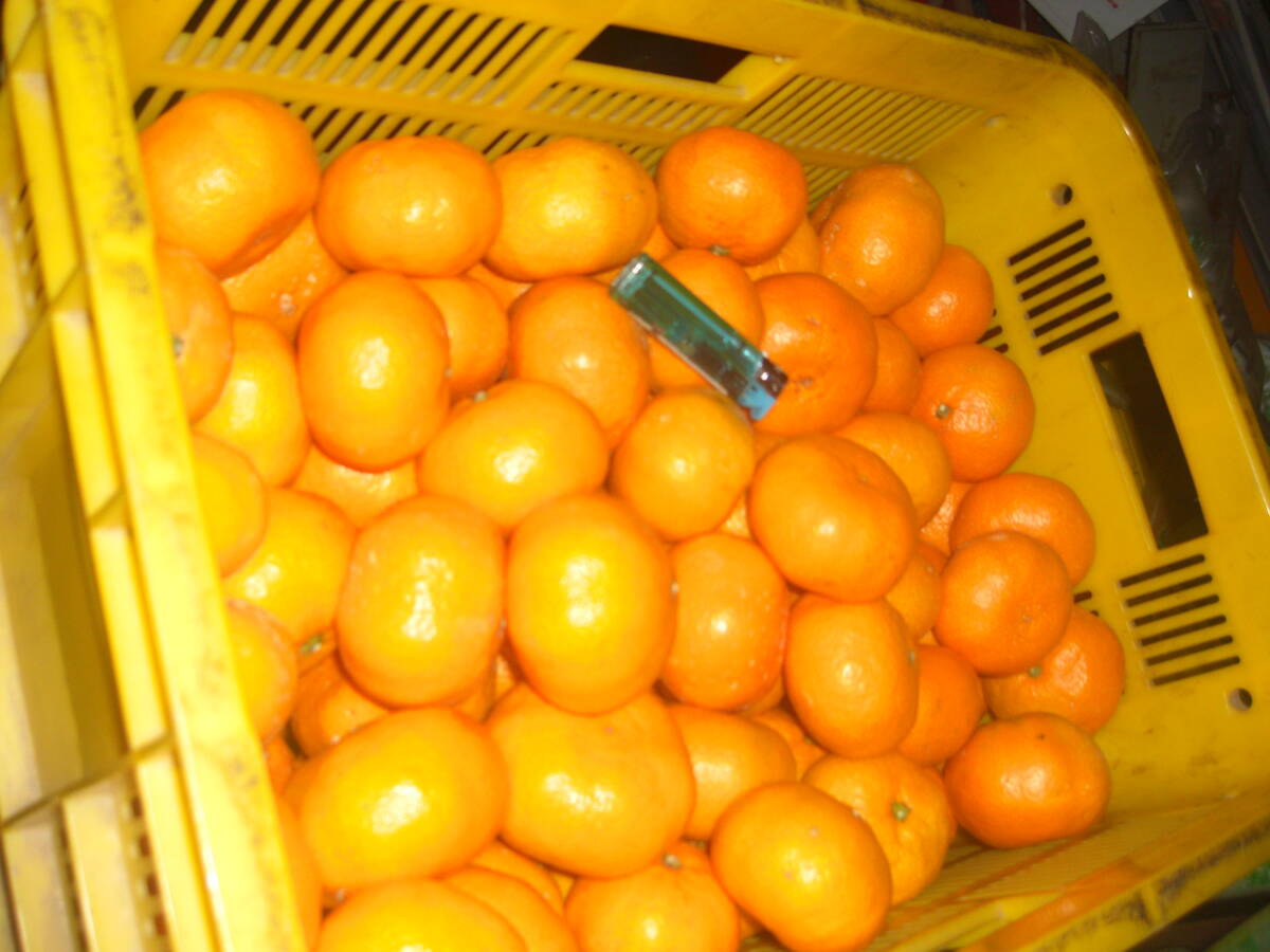 Yahoo!オークション - 早生ミカン 10Kg S～2Lサイズ 家庭用 和歌山県...