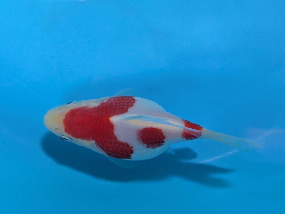 Yahoo!オークション - 紅質抜群〜玉サバ