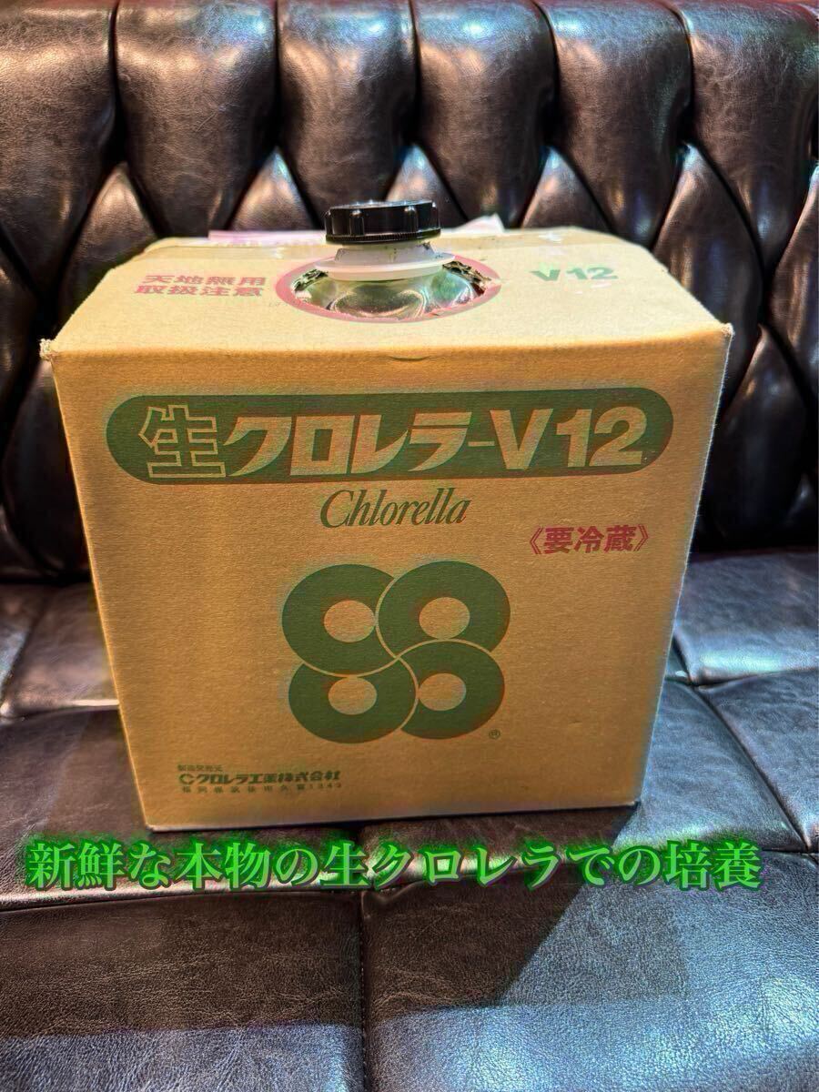 Yahoo!オークション - タマミジンコ 送料無料 【OMF】 クロレラ水入り ...