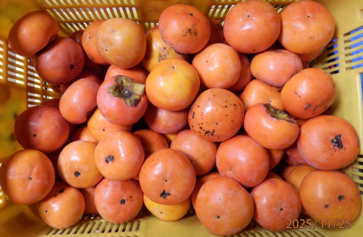 Yahoo!オークション - 富有柿・和歌山県・九度山産 家用 生産者が直送 ...