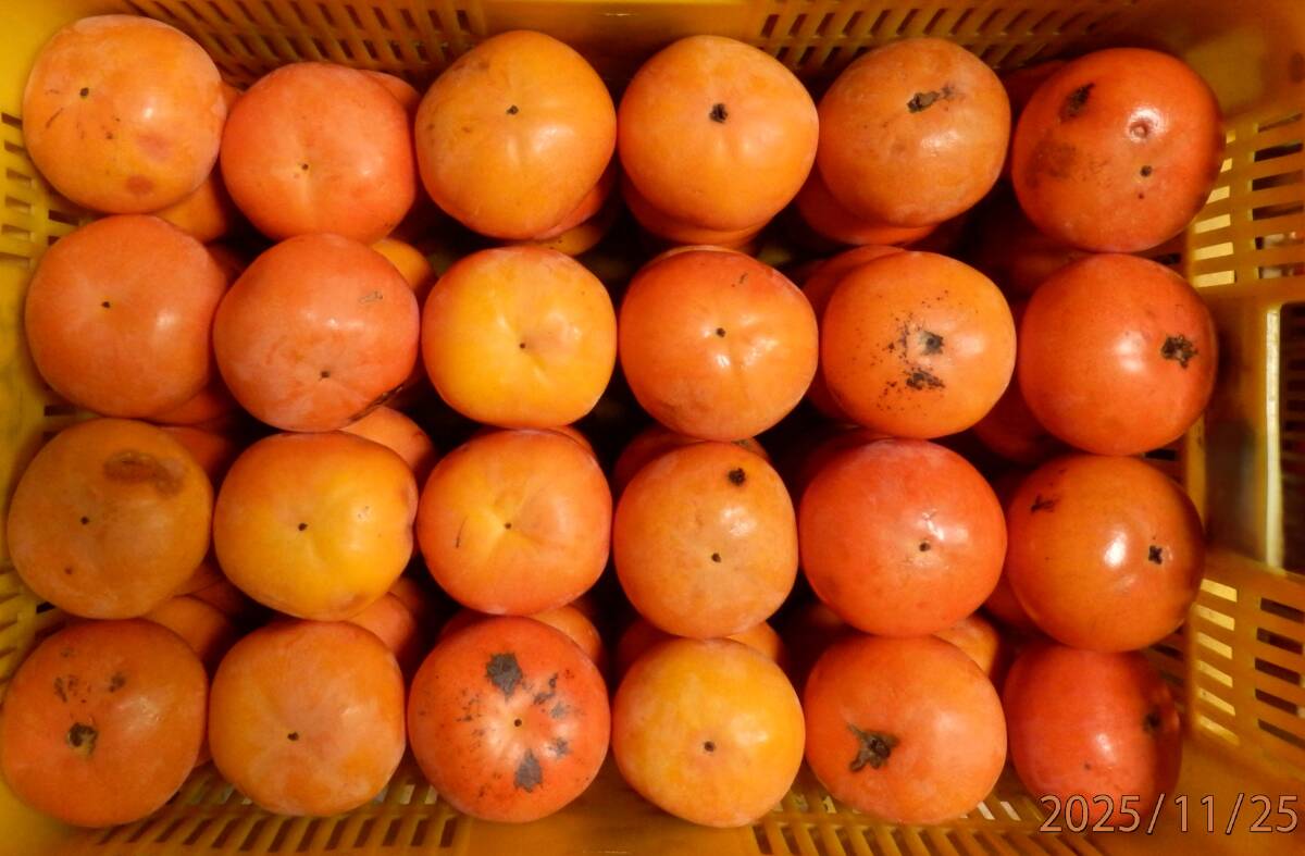 Yahoo!オークション - 富有柿・和歌山県・九度山産 家用 生産者が直送 ...