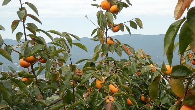 Yahoo!オークション - 富有柿・和歌山県・九度山産 家用 生産者が直送 ...