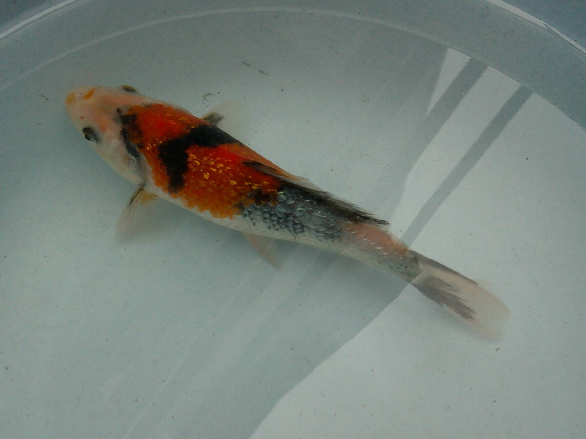 Yahoo!オークション - セミショート銀鱗昭和 14cm