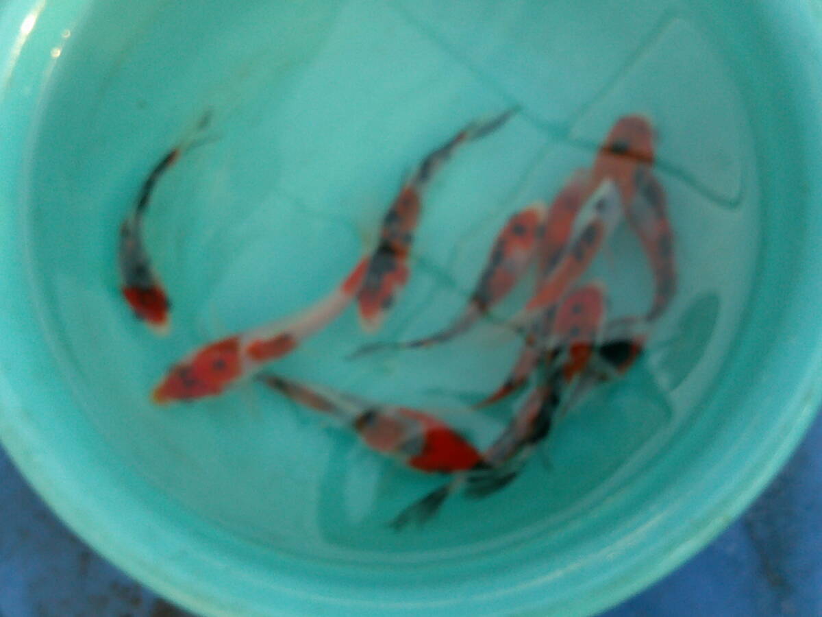 Yahoo!オークション - №3大正三色10尾セット