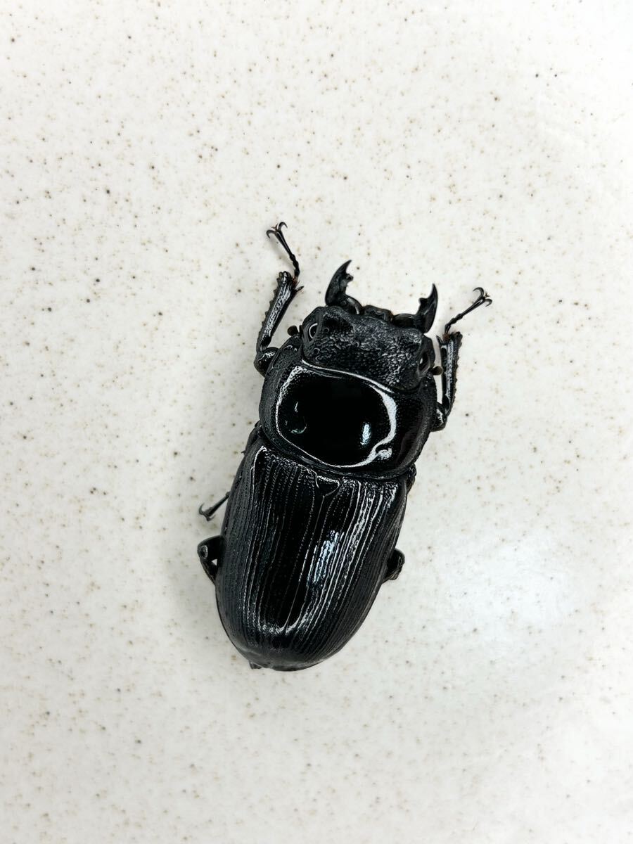 Yahoo!オークション - スラウェシパリーオオクワガタ パロロパル産 ♂7...