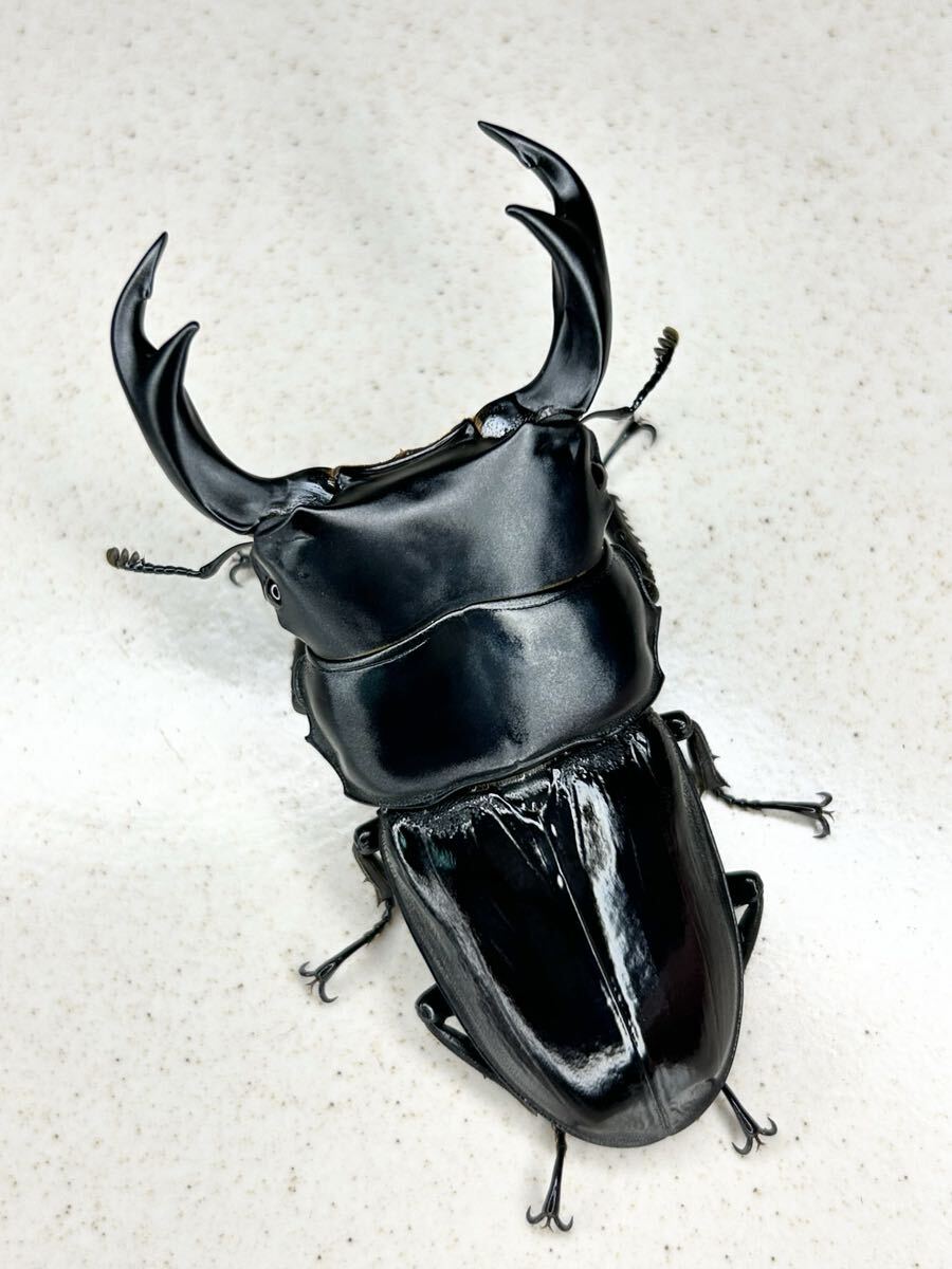 Yahoo!オークション - インドクルビデンスオオクワガタ ウエストベンガ...