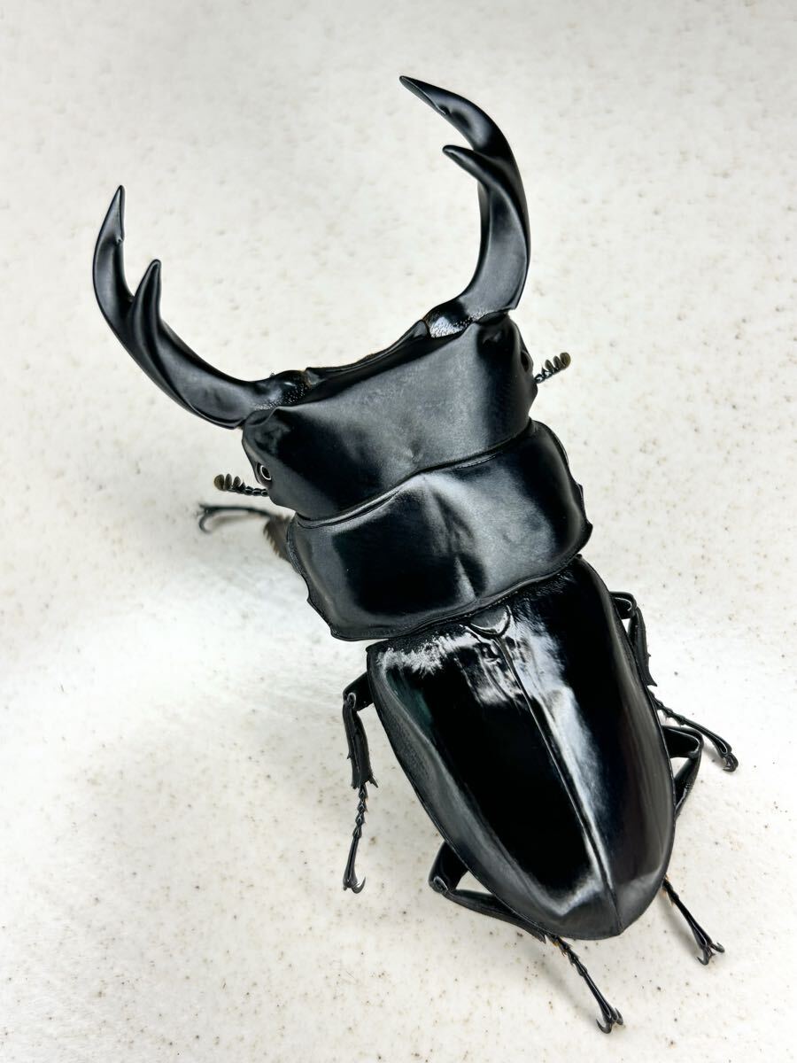 Yahoo!オークション - 【レコード血統】タイクルビデンスオオクワガタ ...