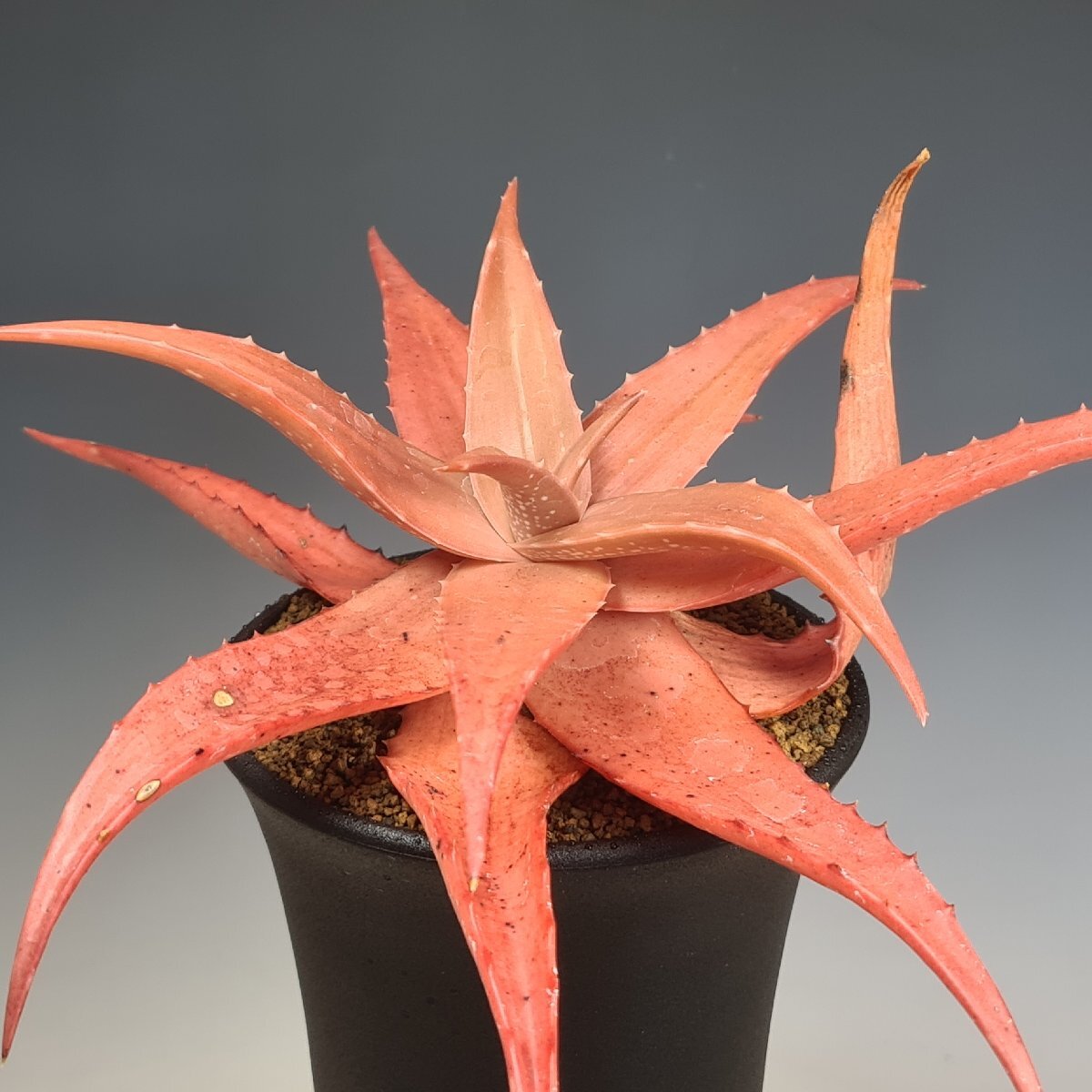 Yahoo!オークション - (実)アロエ・ブッセイ RSTR258 Mkundi Tanzania ...