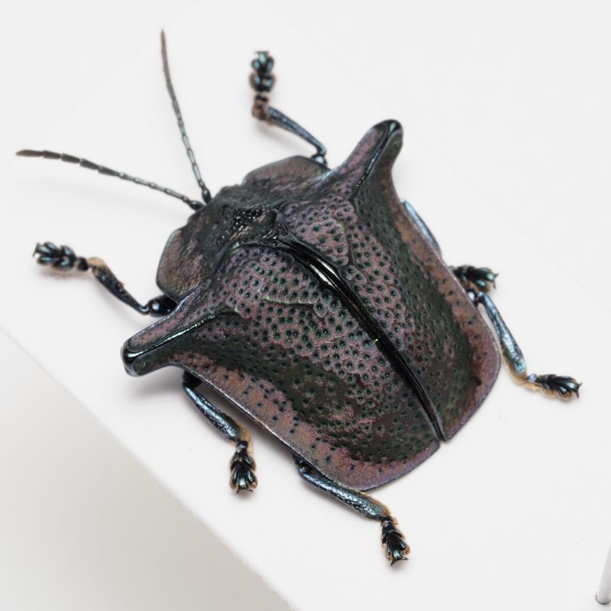 Yahoo!オークション - ペルーの紫色のカタトゲブローチハムシ Omocerus...