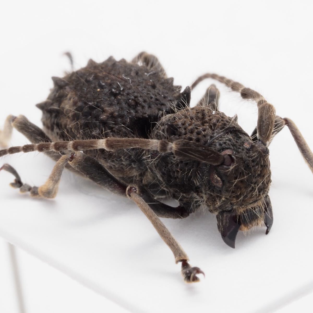 Yahoo!オークション - オーストラリアの飛べないカミキリ Athemistus s...