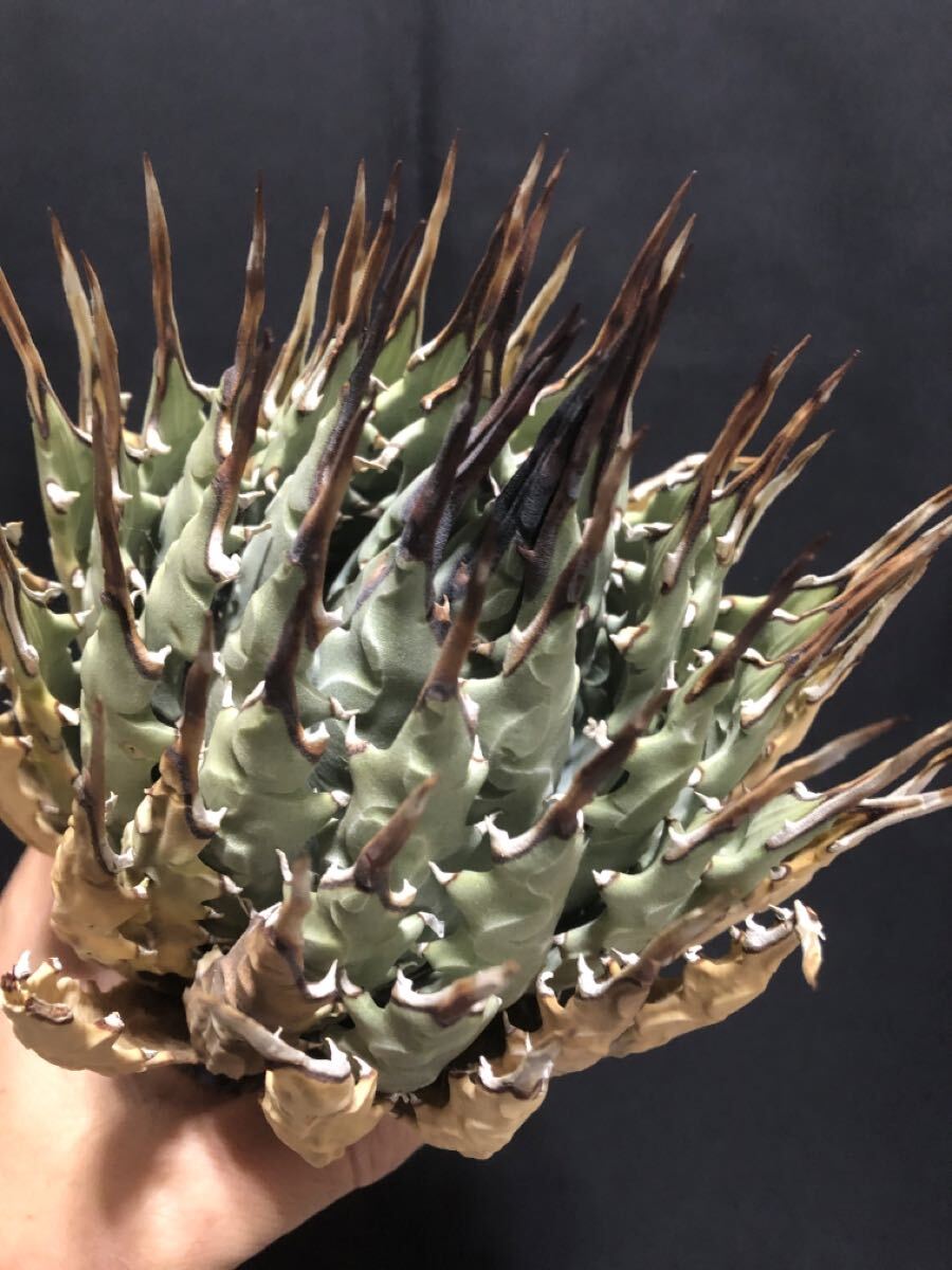 Yahoo!オークション - 29 アガベ ユタエンシス エボリスピナ long棘強...