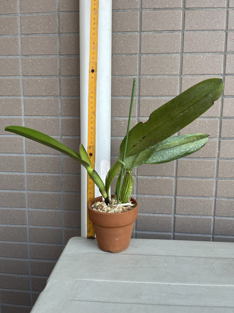 Yahoo!オークション - 洋蘭 原種 カトレア C jenmanii rubra Forest Qu...