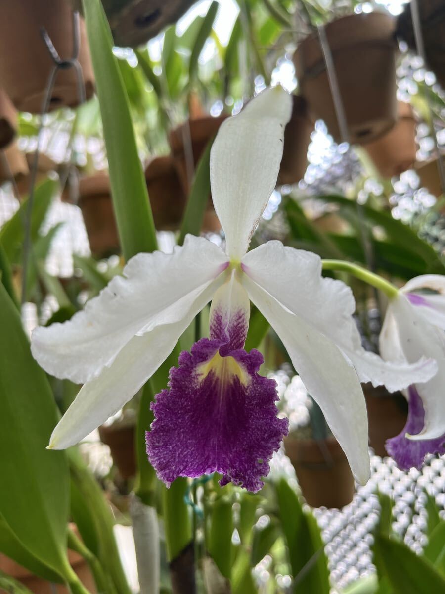 Yahoo!オークション - 洋蘭 原種 カトレア C warscewiczii coerulea Za...