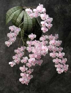 Yahoo!オークション - 洋蘭原種 (029) 葉の綺麗な胡蝶蘭 Phal. schille...