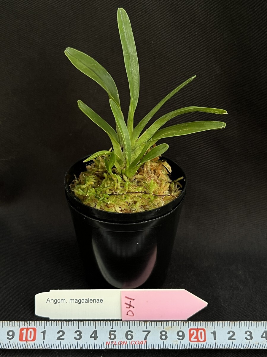 Yahoo!オークション - 洋蘭原種 (041) Angcm. magdalenae アングレカム...