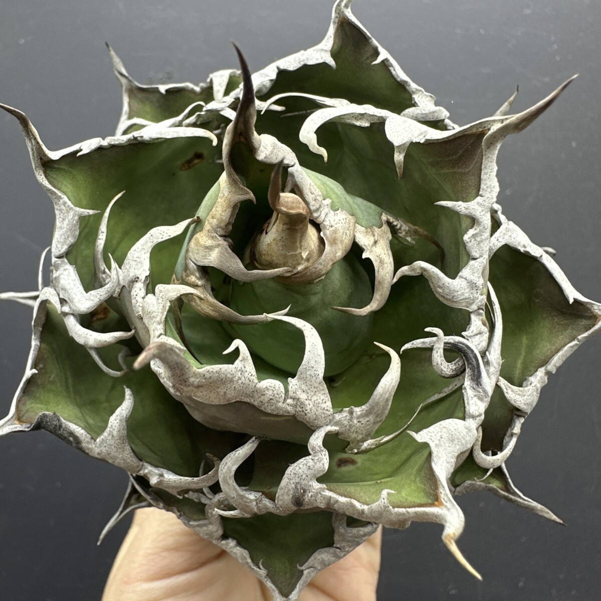 Yahoo!オークション - K14【パンダ園芸】特選 アガベ チタノタ 凱撒