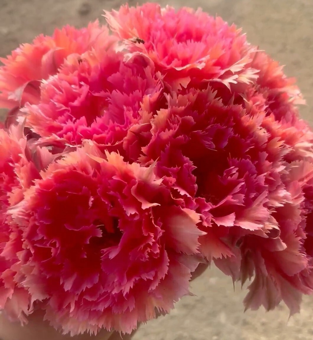 Yahoo!オークション - G154 レア品種 花サボテン柱 鳳凰の羽 6 交配新...