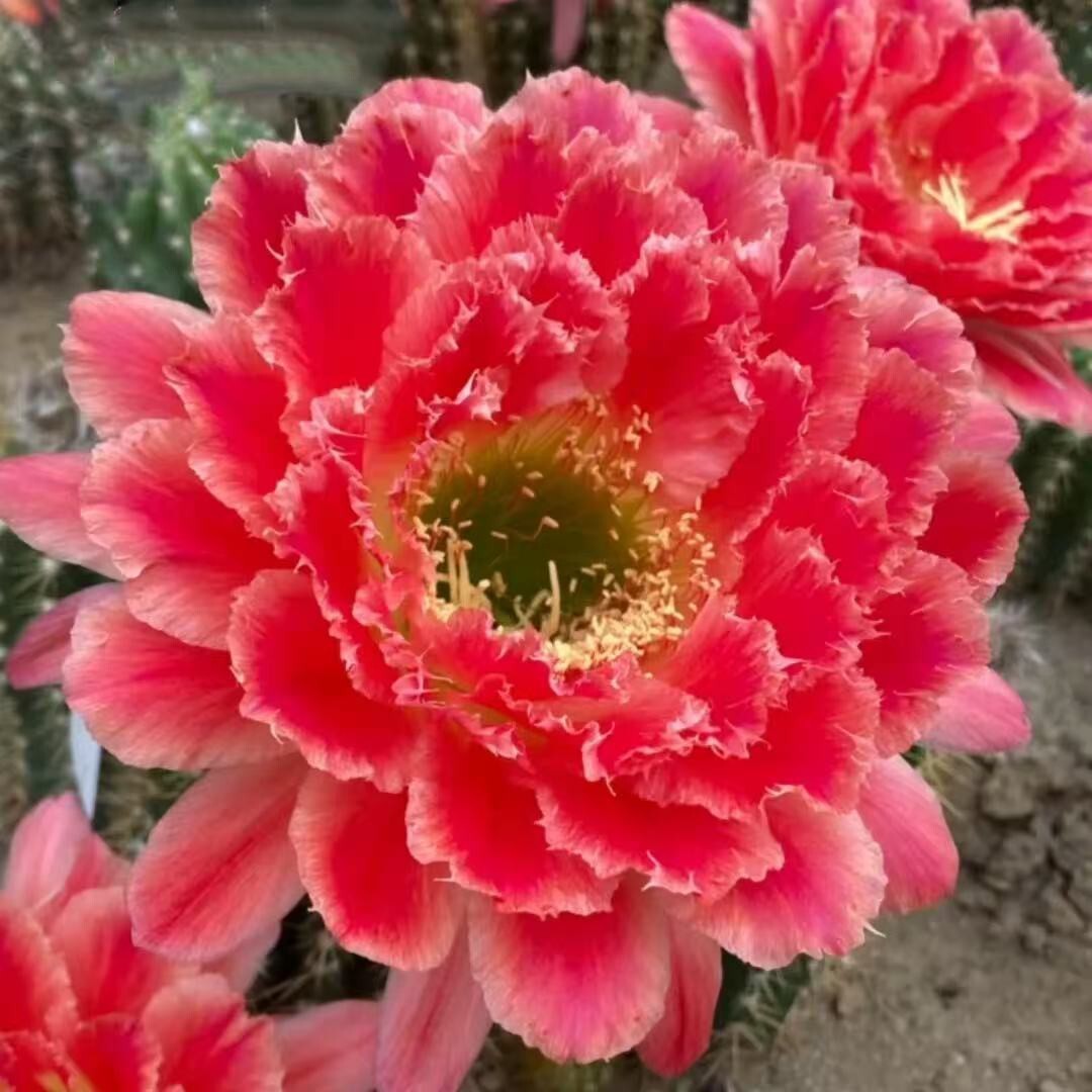 Yahoo!オークション - G195 レア品種花サボテン Mona Lisa 大輪花八重...