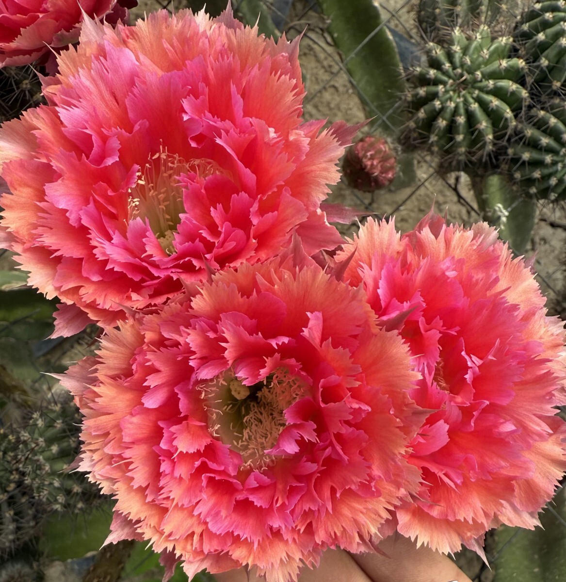 Yahoo!オークション - G154 レア品種 花サボテン柱 鳳凰の羽 6 交配新...