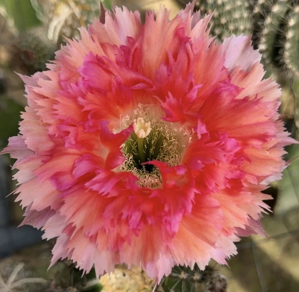 Yahoo!オークション - G154 レア品種 花サボテン柱 鳳凰の羽 6 交配新...