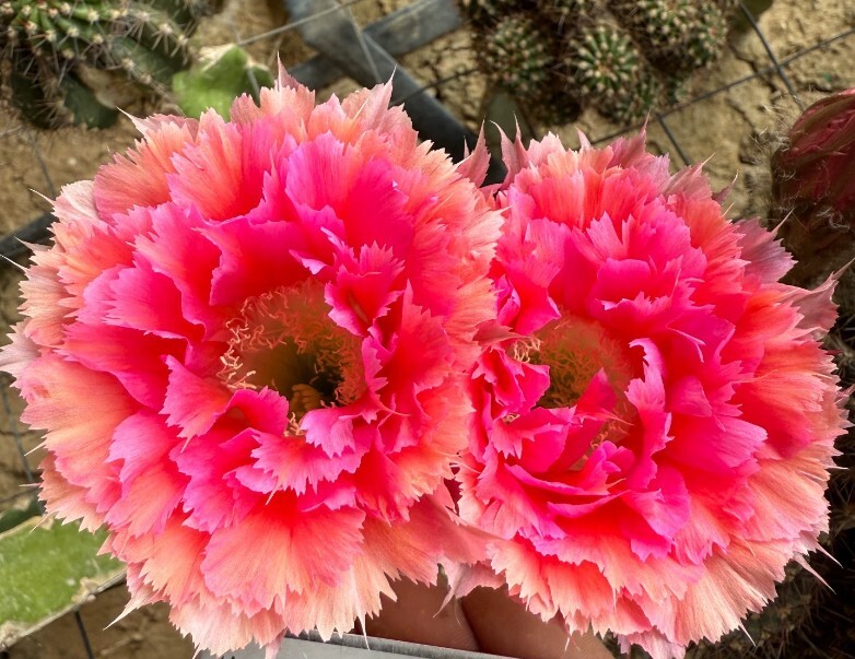 Yahoo!オークション - G154 レア品種 花サボテン柱 鳳凰の羽 6 交配新...