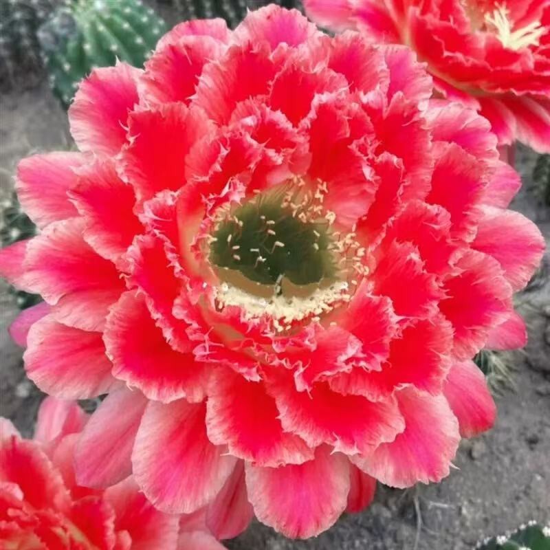 Yahoo!オークション - G195 レア品種花サボテン Mona Lisa 大輪花八重...