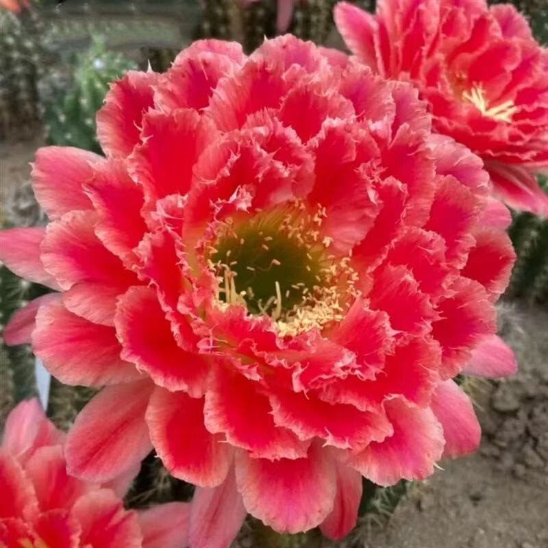 Yahoo!オークション - G195 レア品種花サボテン Mona Lisa 大輪花八重...