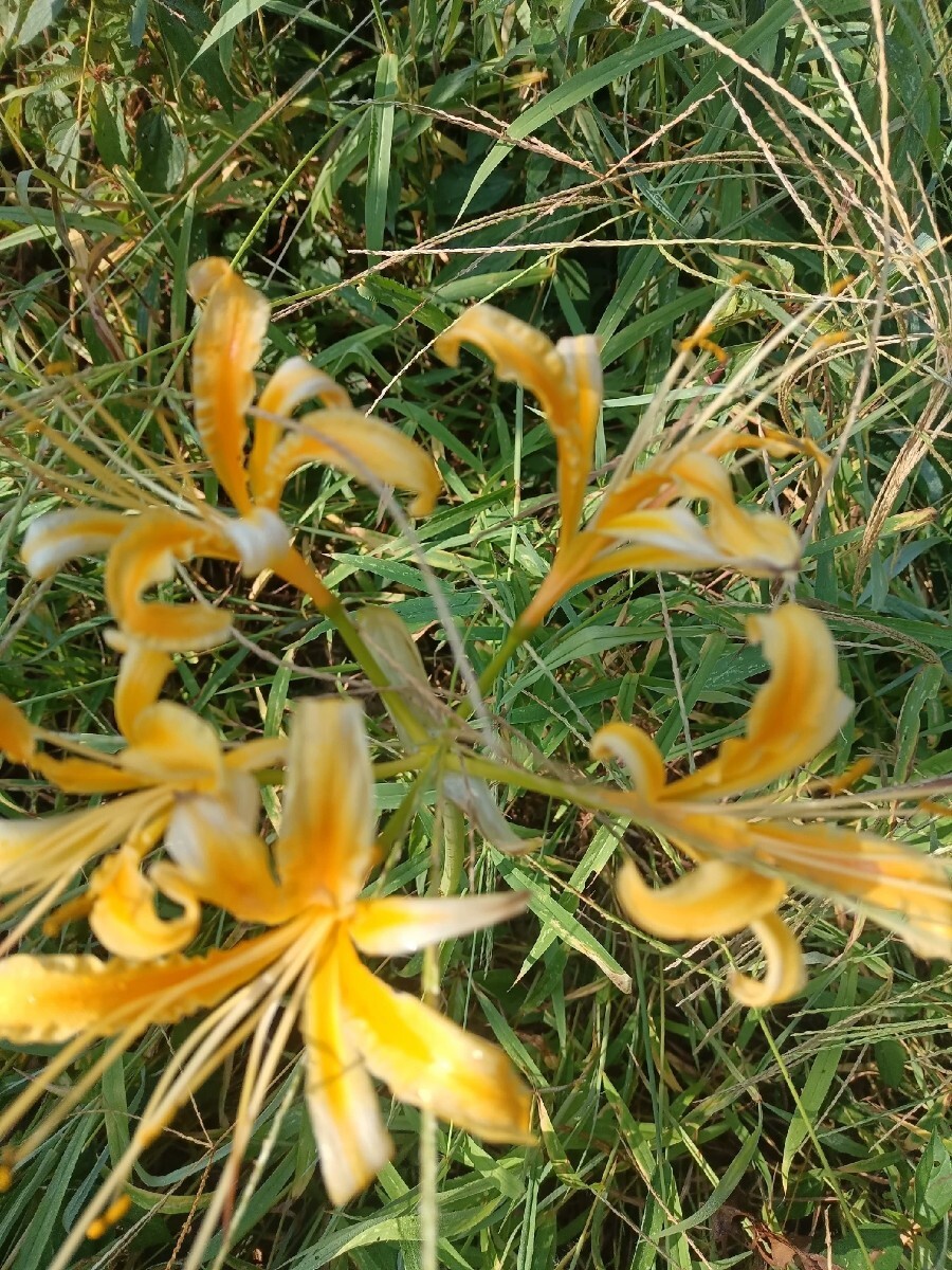 Yahoo!オークション - G212 3個球 球根/リコリス 希少 黄縞斑 斑入り ...