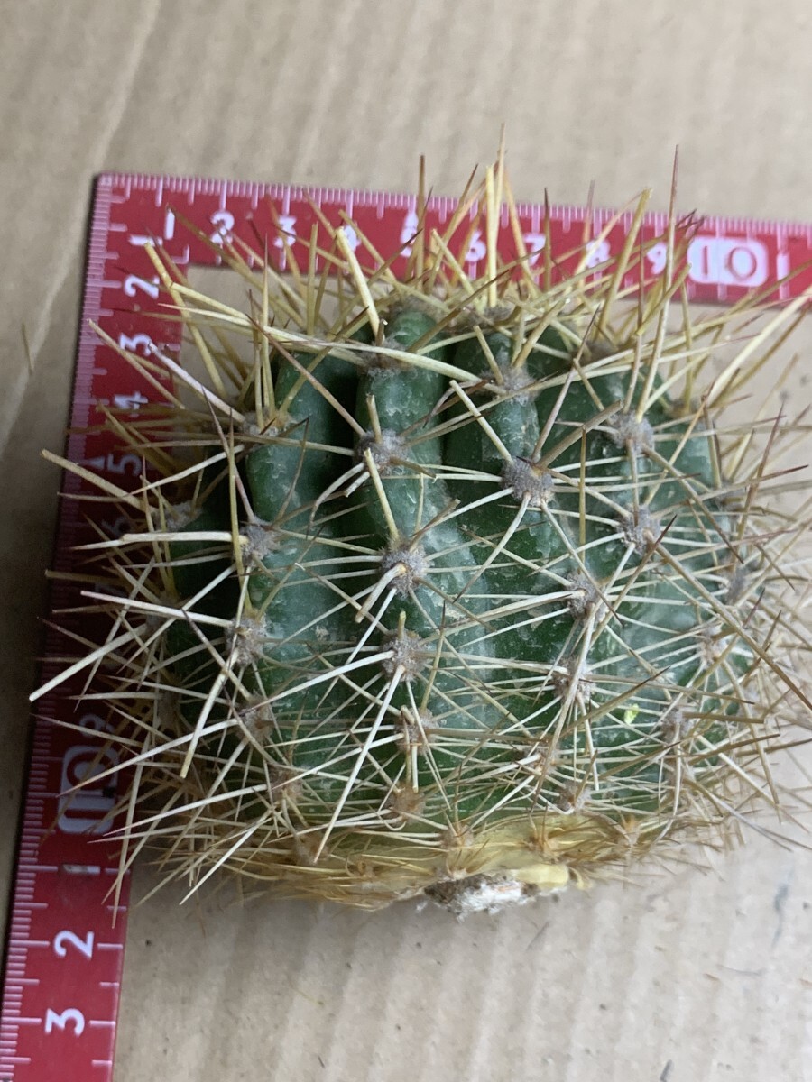 Yahoo!オークション - G195 レア品種花サボテン Mona Lisa 大輪花八重...