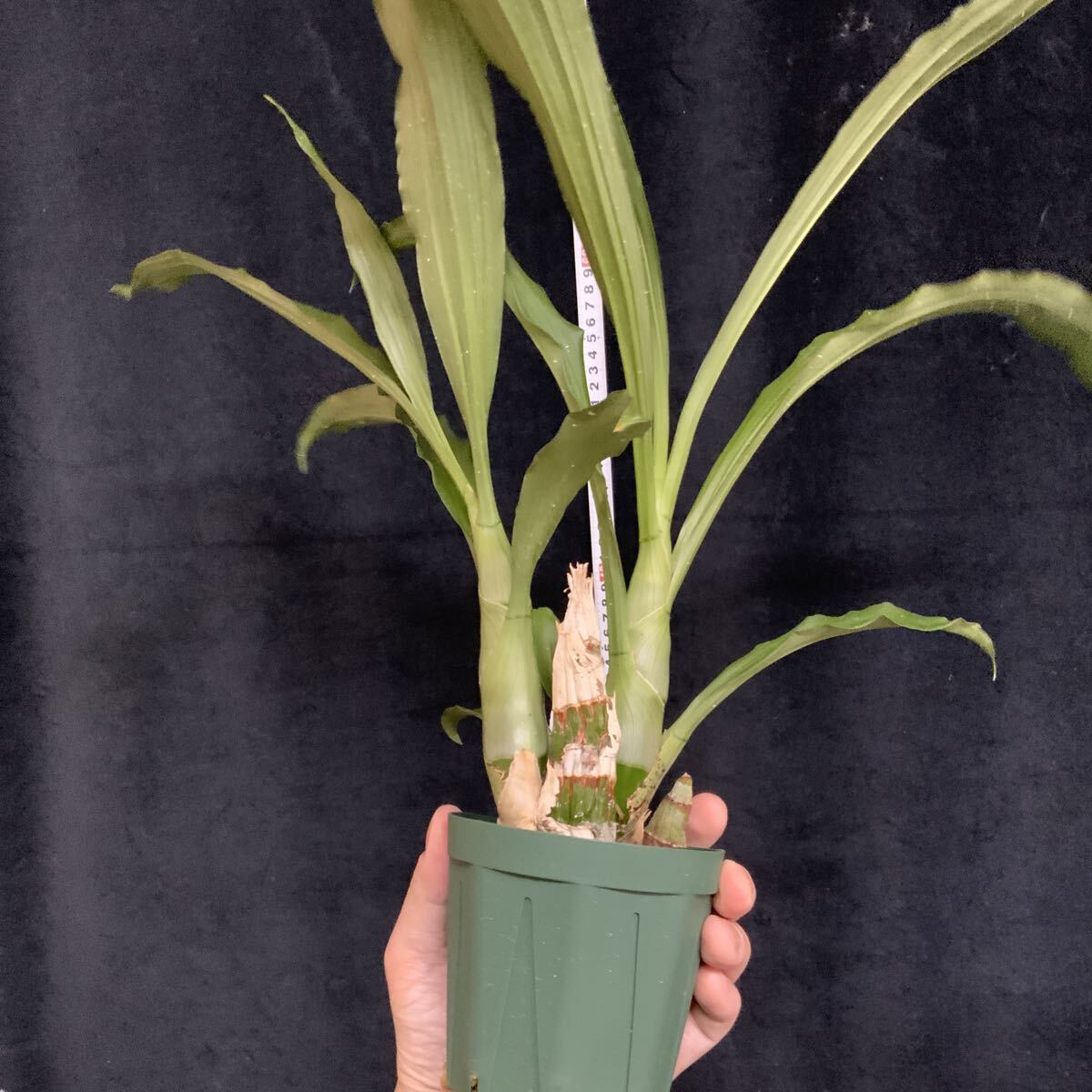 Yahoo!オークション - (^ ^)(738) Ctsm. Mark Dimmitt