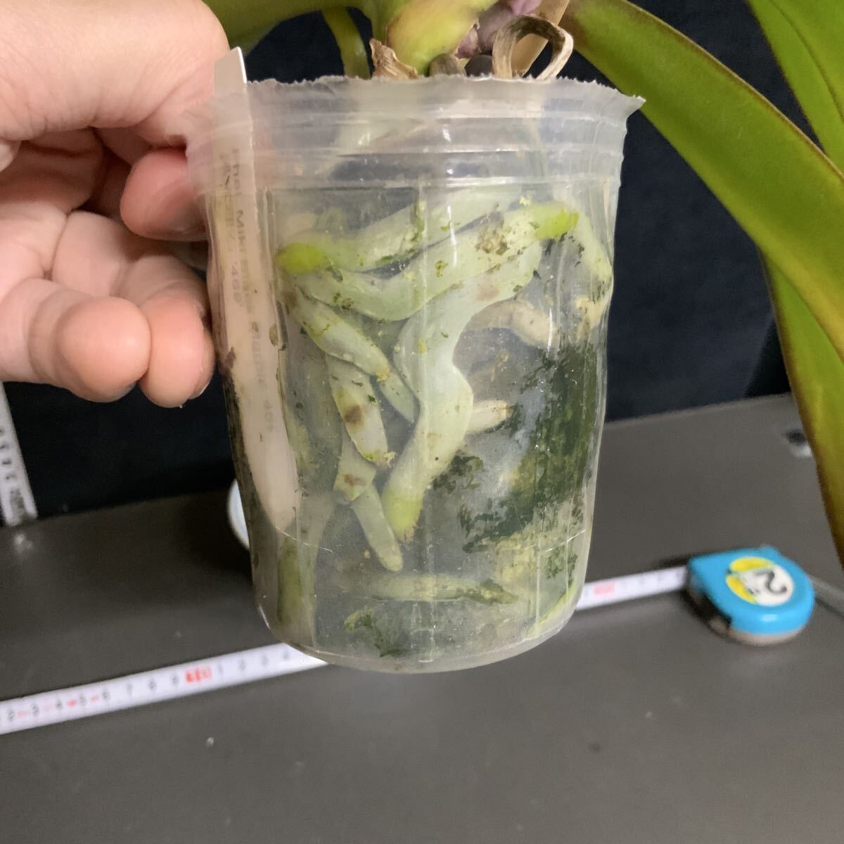 Yahoo!オークション - (^ ^)(828)Phal. Miki Black Marble‘469’