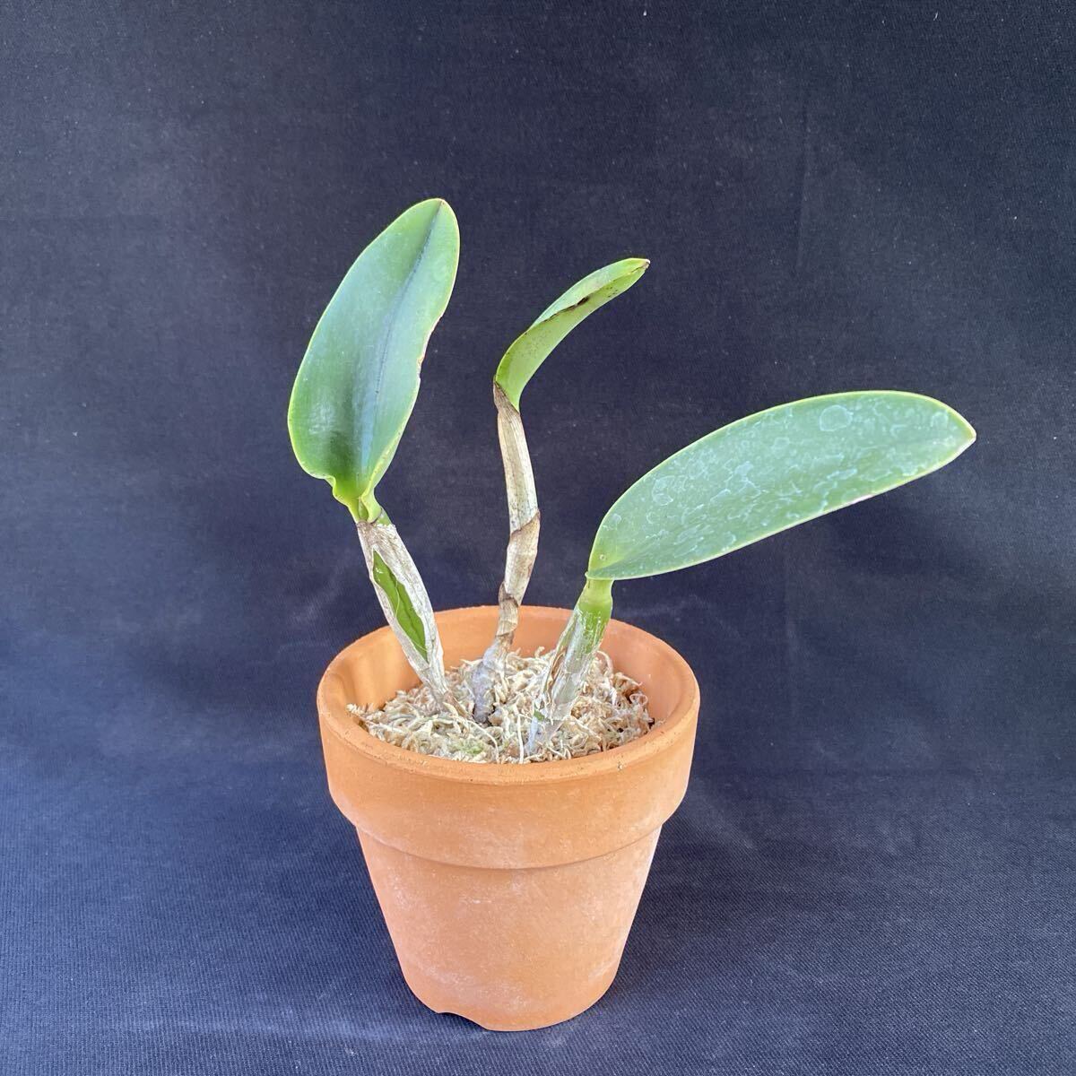 Yahoo!オークション - 洋蘭カトレア原種 C.walkeriana fma.perola 'Per...