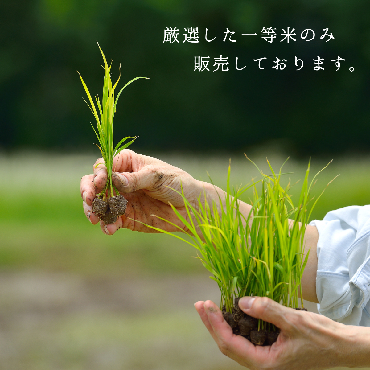 Yahoo!オークション - 新米 令和7年産 米 10kg 5kg×2袋 コシヒカリ お...