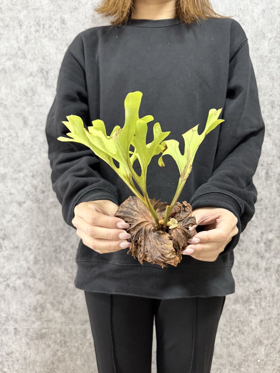 Yahoo!オークション - Mサイズ P.ridleyi Wild Central Borneo 31 リド...