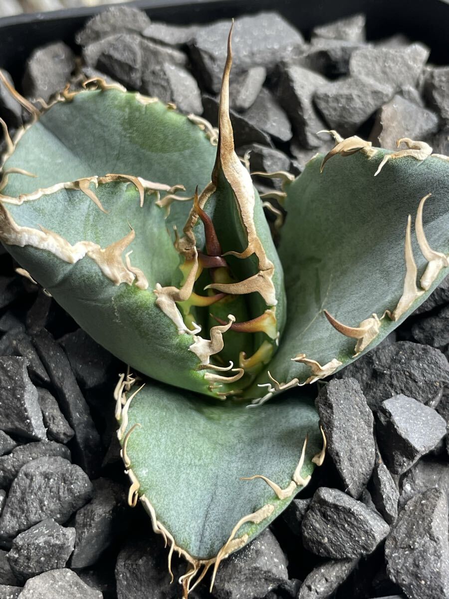 Yahoo!オークション - 【osp産発根済み中株 長い連刺あり】ZEUS ゼウス...