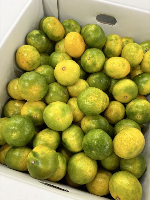 Yahoo!オークション - みかん 約10kg (3S～Sサイズ) 普通便