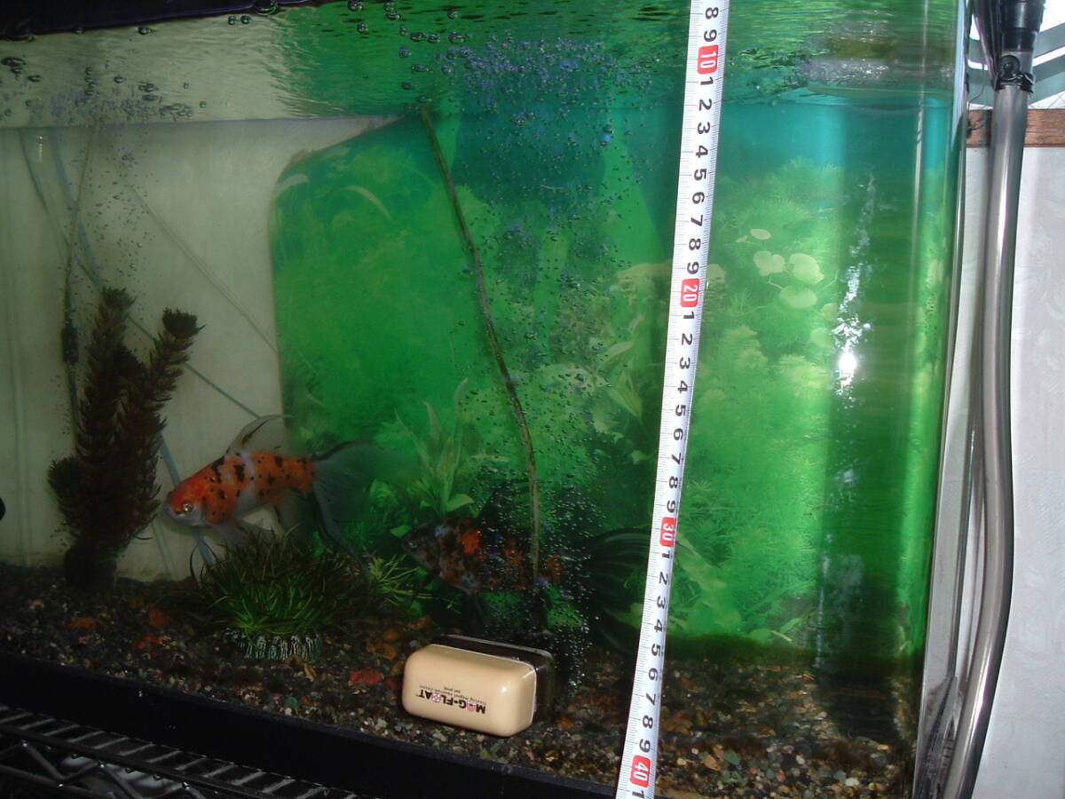 Yahoo!オークション - 水槽 GEX 曲面ガラス 入手困難 サイズ幅90cm...