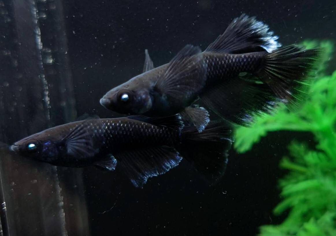 Yahoo!オークション - 【Origin Medaka】極上 種親クラス 垂水様系統 ...