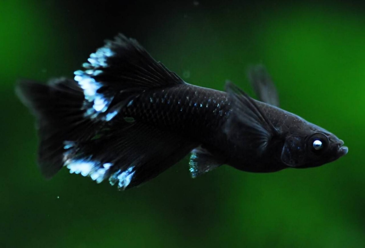 Yahoo!オークション - 【Origin Medaka】極上 種親クラス 垂水様系統 ...