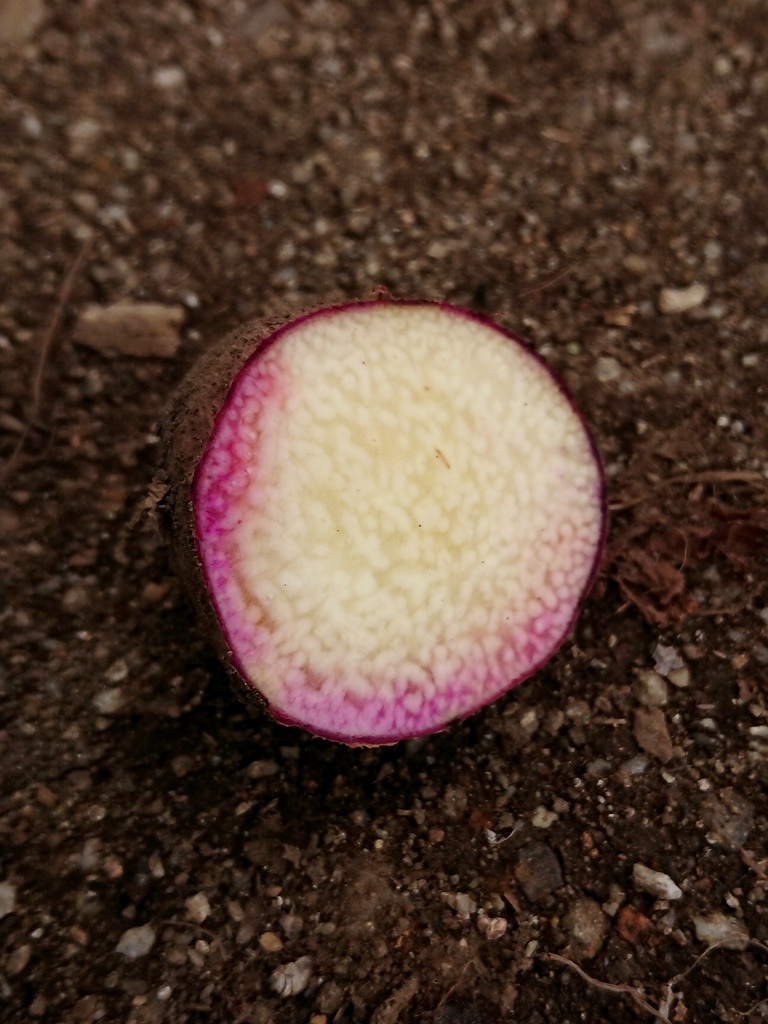 Yahoo!オークション - つくね芋 赤 堀上時 1.8kg程度山芋 とろろ ヤマ...