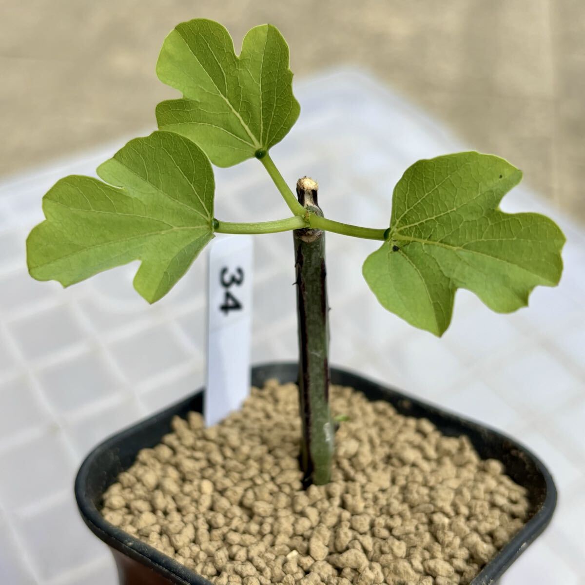 Yahoo!オークション - Fareal C34 塊根植物 アデニア アクレアータ Ad...