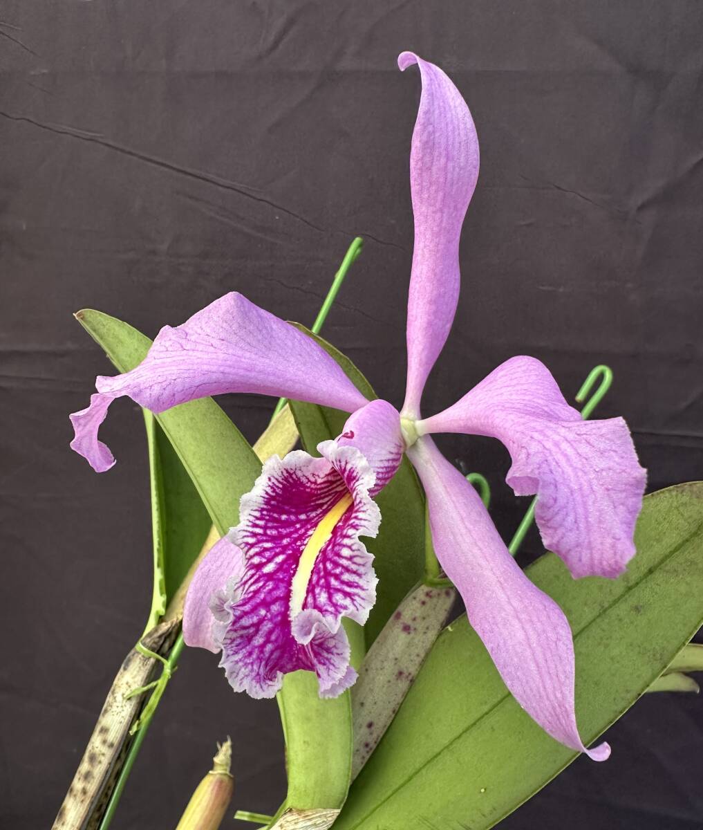 Yahoo!オークション - 洋蘭原種 カトレア C maxima ② 花付き