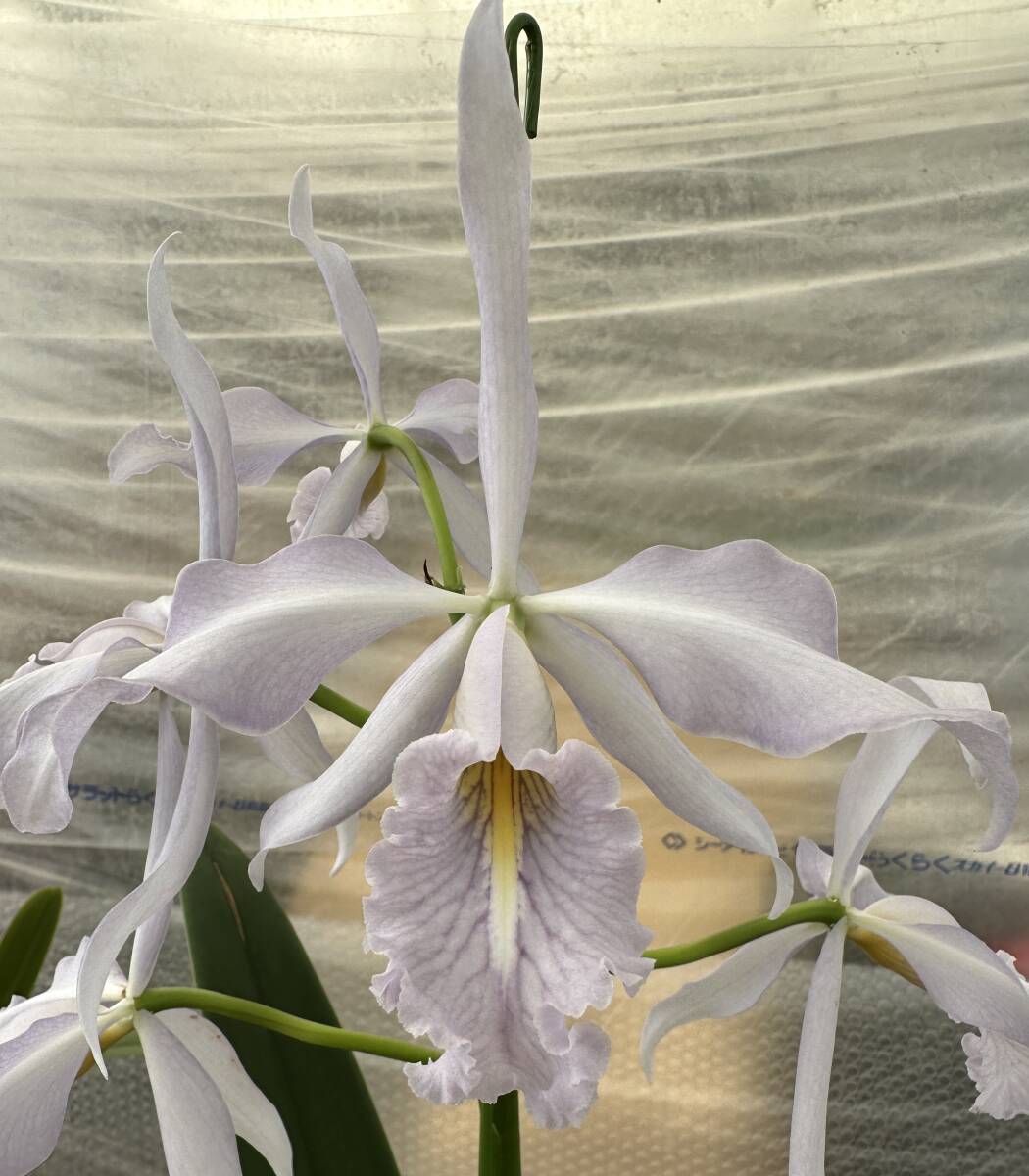 Yahoo!オークション - 洋蘭原種 カトレア C maxima f.coerulea ('Gigi ...