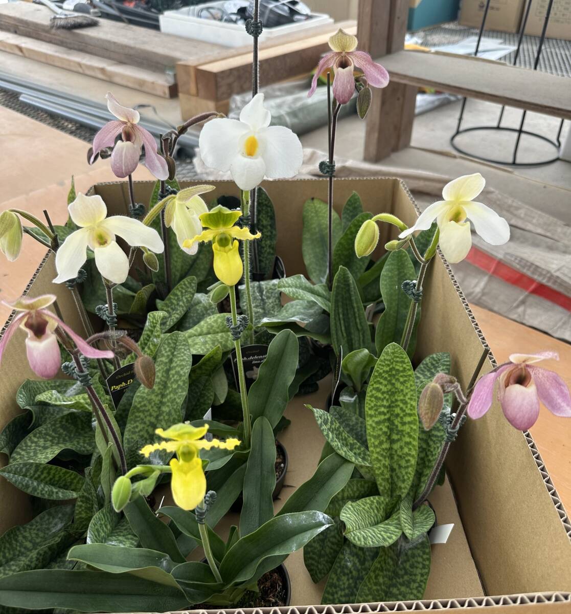 Yahoo!オークション - 洋蘭 パフィオペディルム 各種 6鉢セット（栽培...