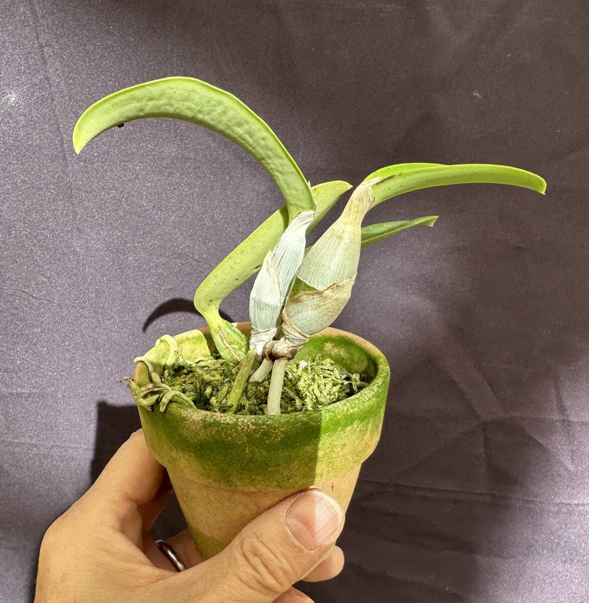 Yahoo!オークション - 洋蘭原種 カトレア C walkeriana f.coerulea 'We...