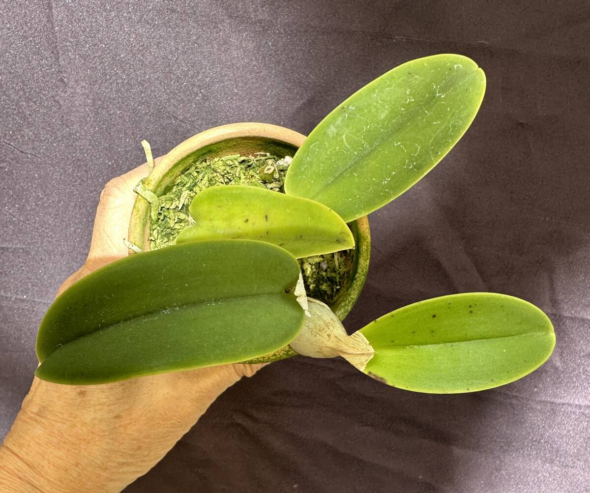 Yahoo!オークション - 洋蘭原種 カトレア C walkeriana f.coerulea 'We...